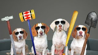 "Watch the World's Cutest Assassins‚ Funny Dogs Maymo, Potpie, Indie ...