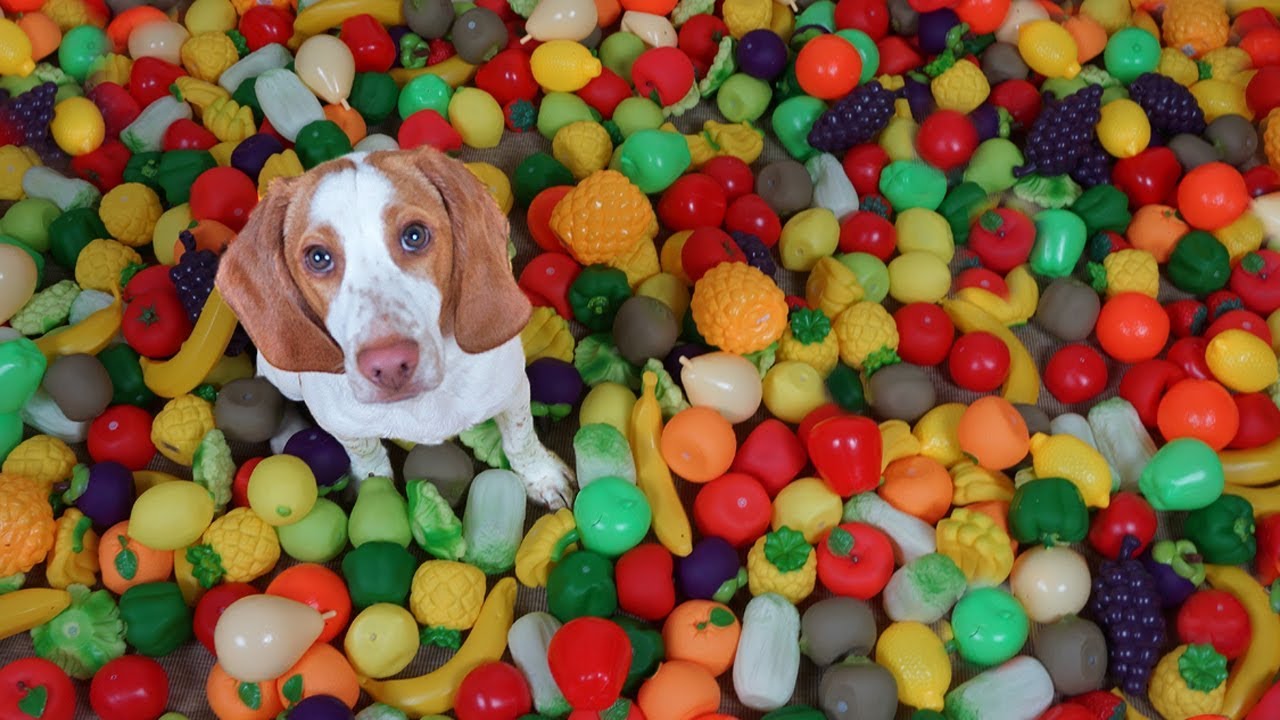 Puppy is thrilled by a squeaky fruit surprise