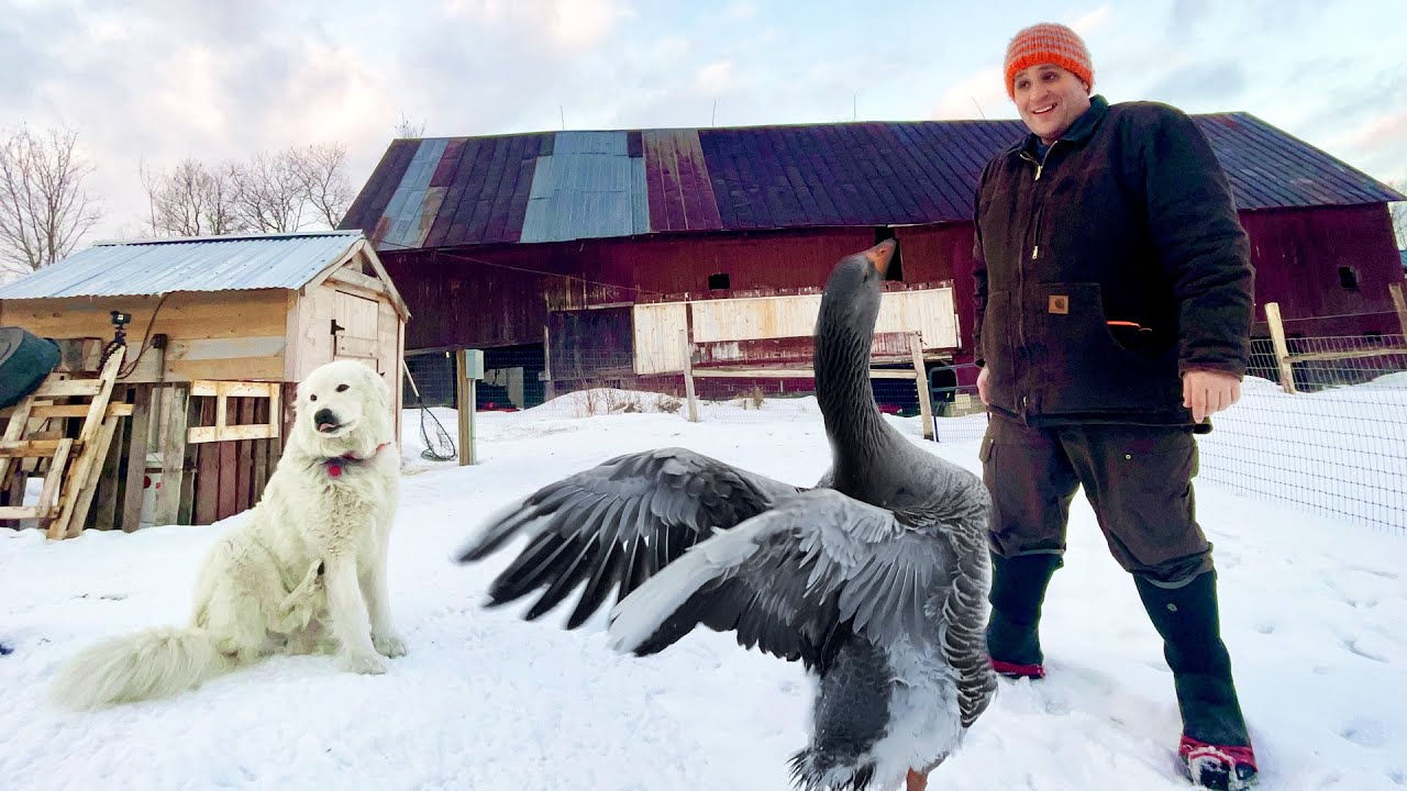 A Winter Day on a Vermont Farm With Animals
