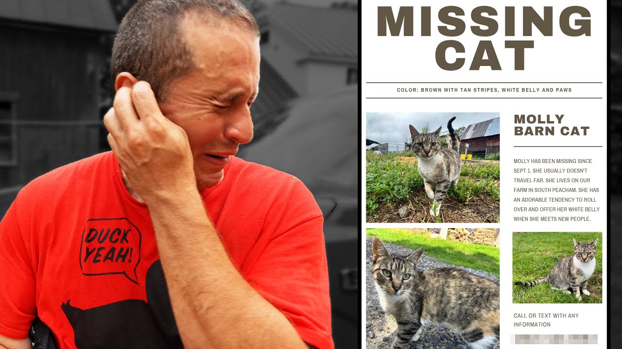 Our barn cat went missing from the farm