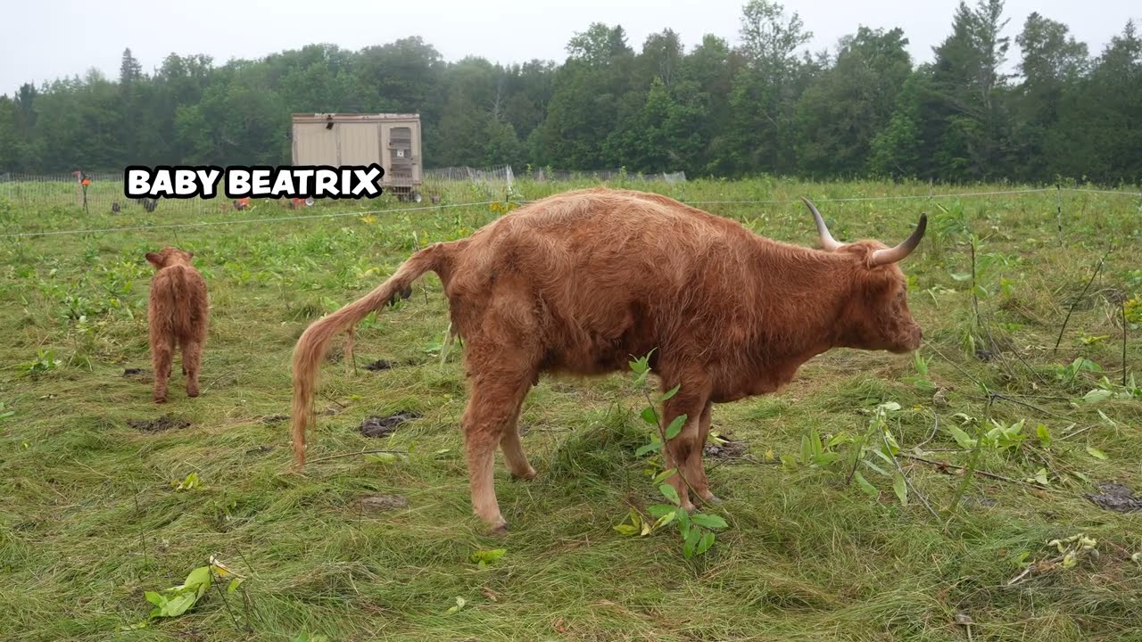 A quiet morning of farm chores on the homestead