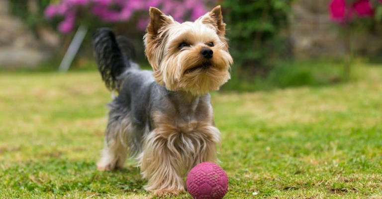 The 7 Types of Yorkie Breeds and How to Choose the Best One
