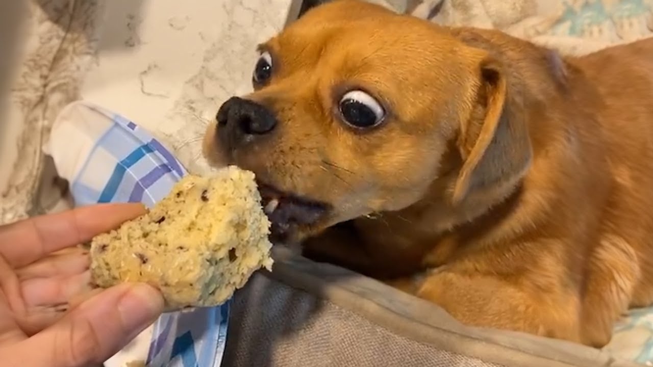 Dog’s hilarious reaction to food will amaze you