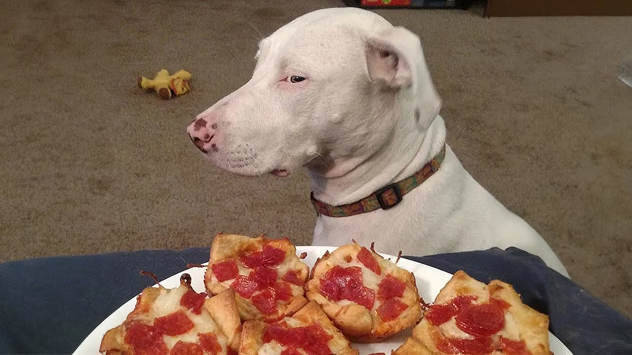 Dogs on the rampage in hilarious adventures