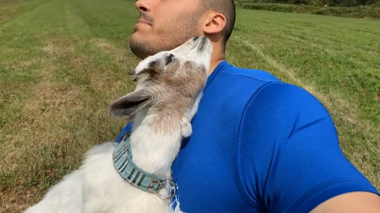 Adorable animals that totally understand humans