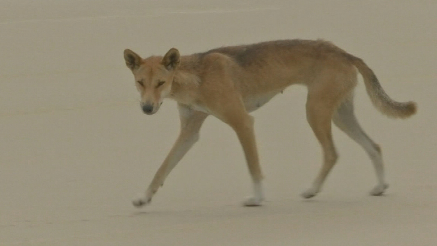 Father bravely chases dingo away after toddler bitten on K'gari Father bravely chases dingo away after toddler bitten on K'gari