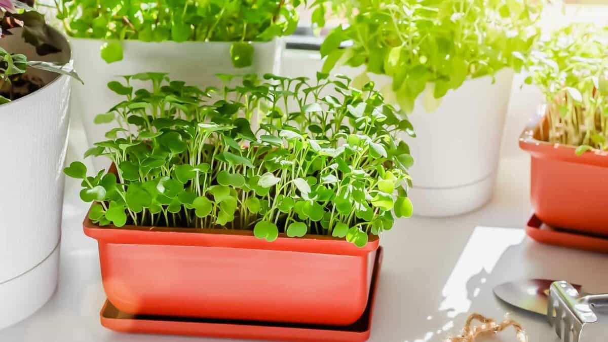 Don’t Let the Cold Stop You—Grow These 11 Herbs Indoors