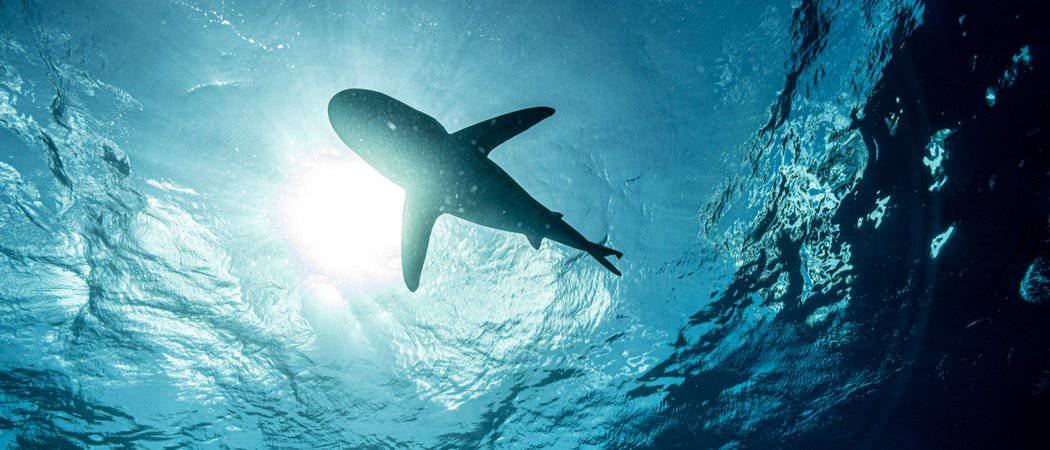 This Tiny Shark is Small Enough to Fit in Your Palm