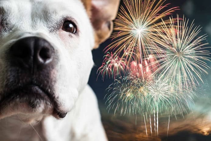 Overcome firework fear: 7 tips to keep your dog calm and relaxed