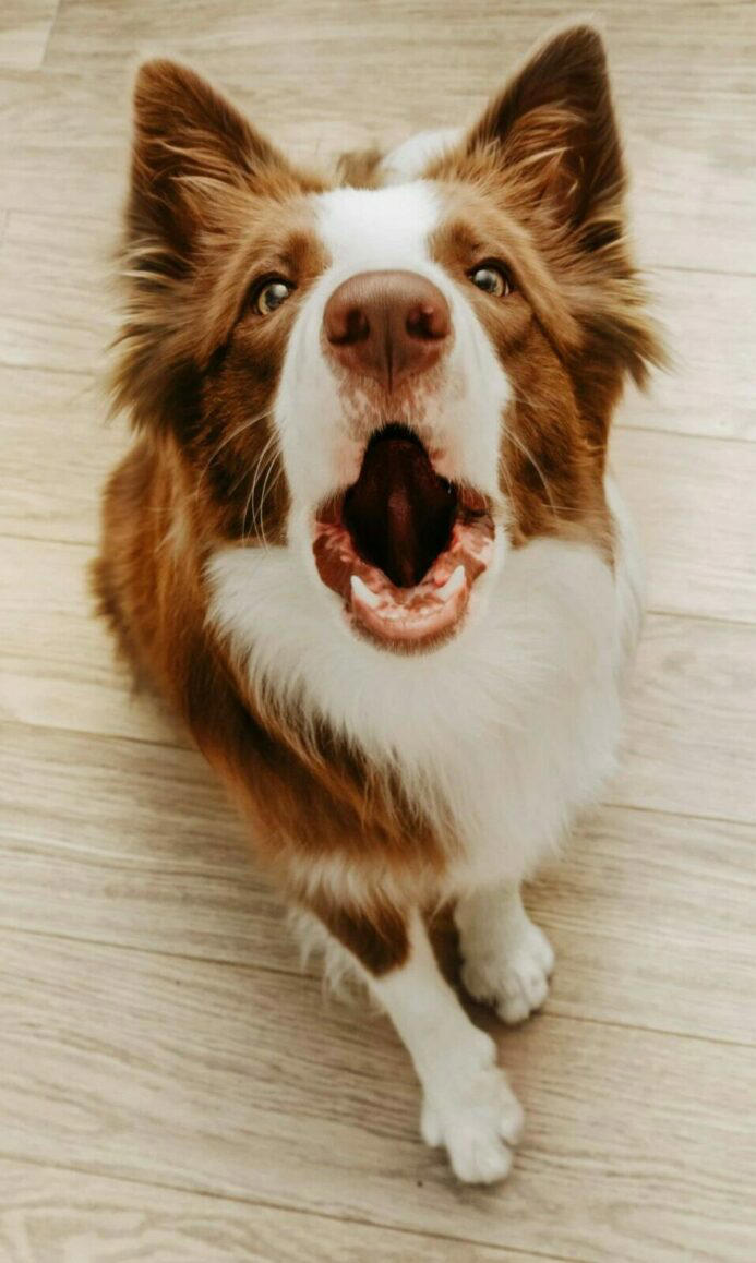 How to stop chronic dog barking: 7 powerful training techniques