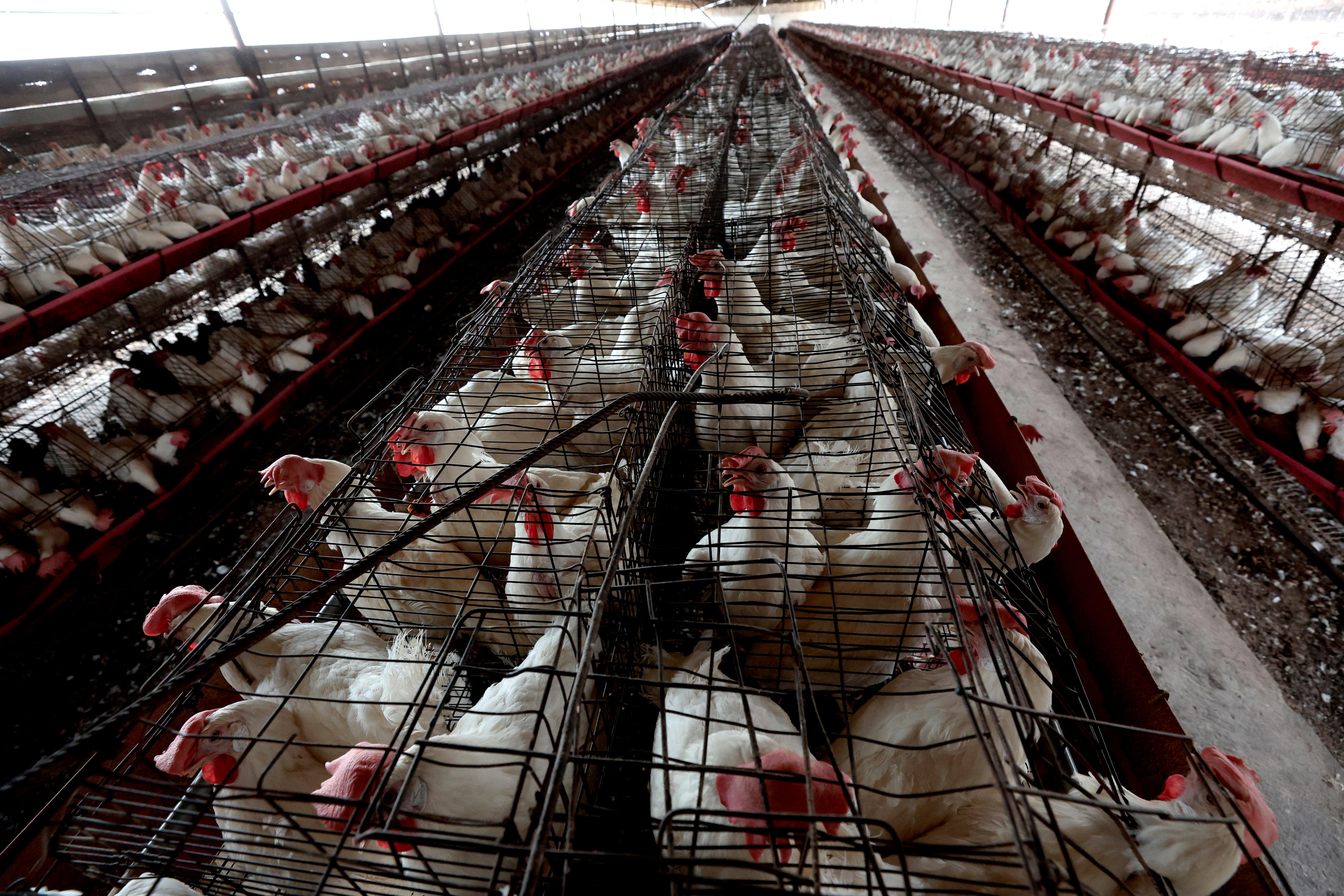 Bird flu or seasonal sickness? Here's how the CDC plans to ramp up testing