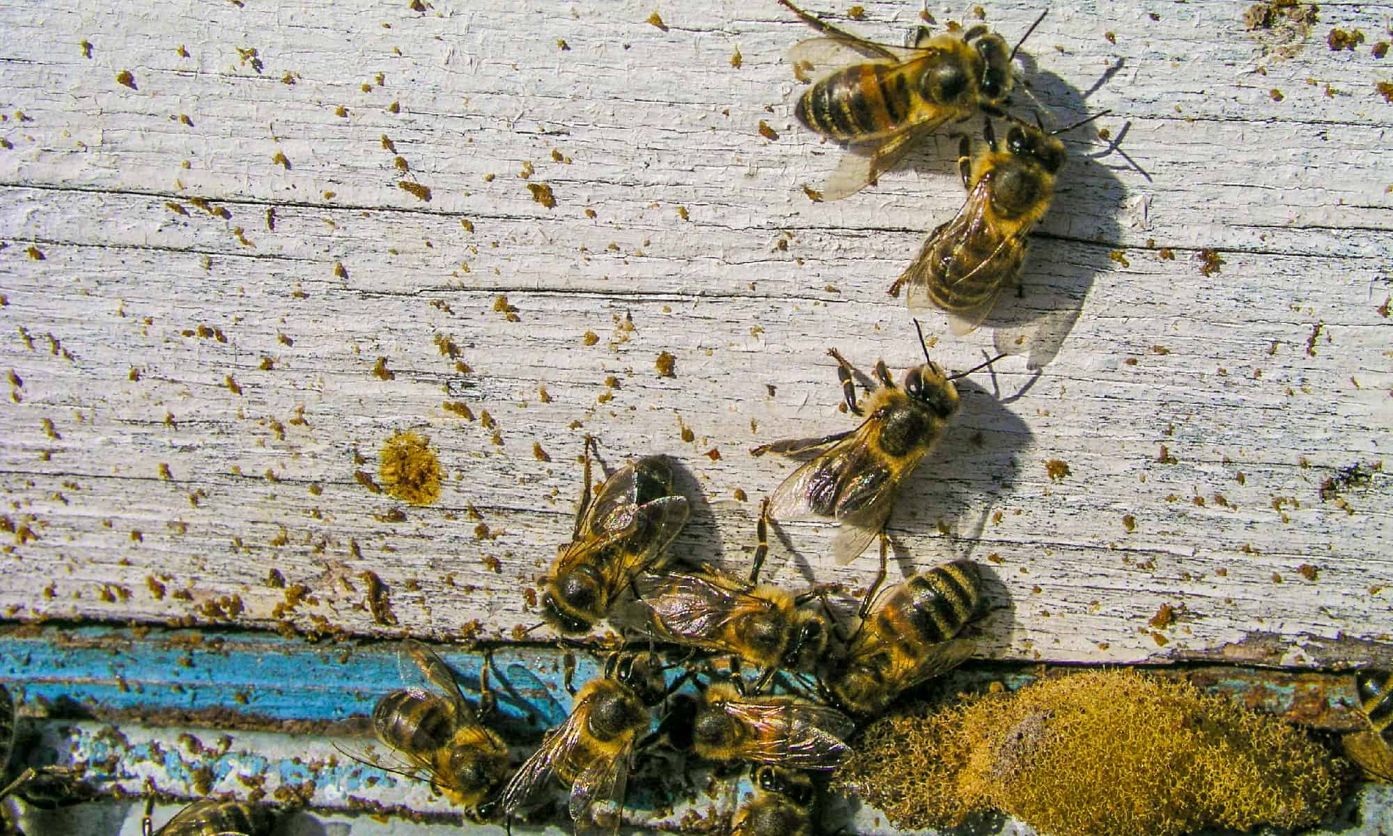 7 Female-Led Animal Species That Prove Girls Run the Wild