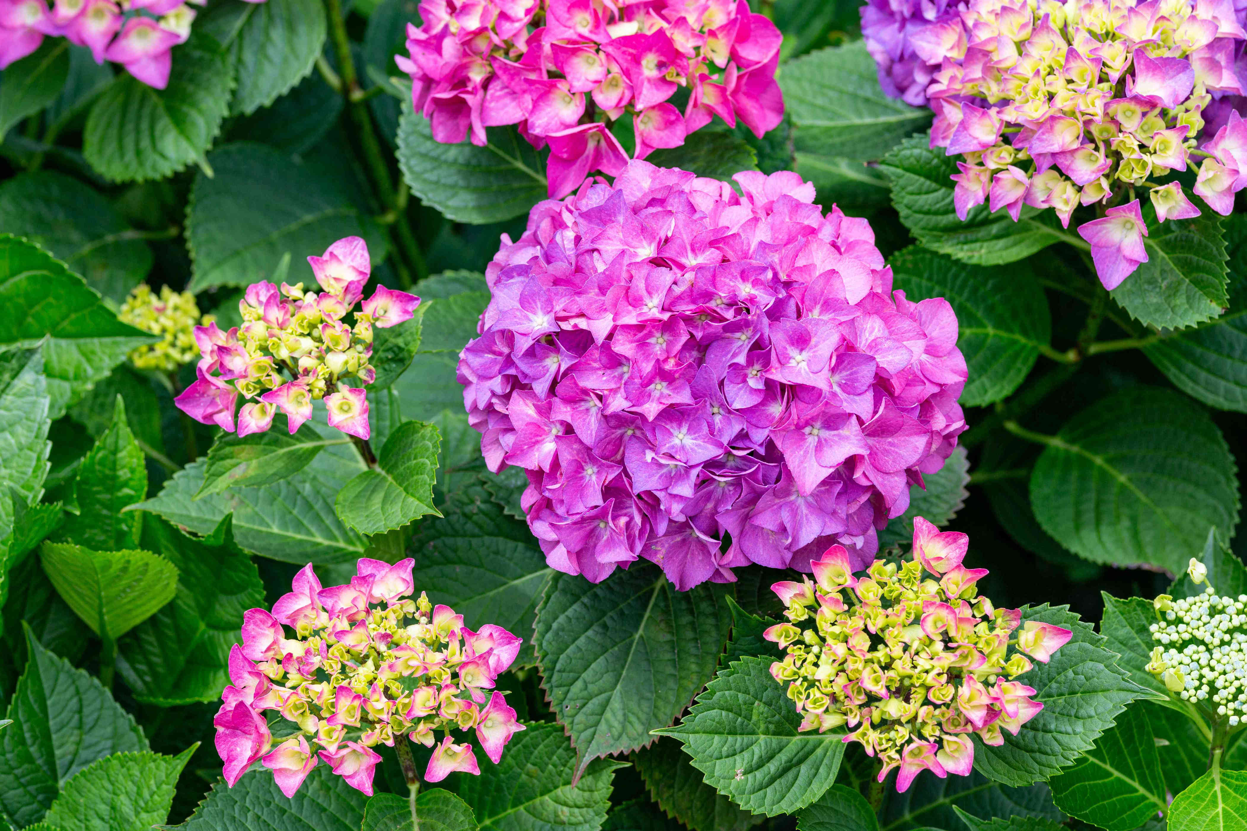 Hydrangeas Not Blooming? Here's What to Do to Bring the Flowers Back