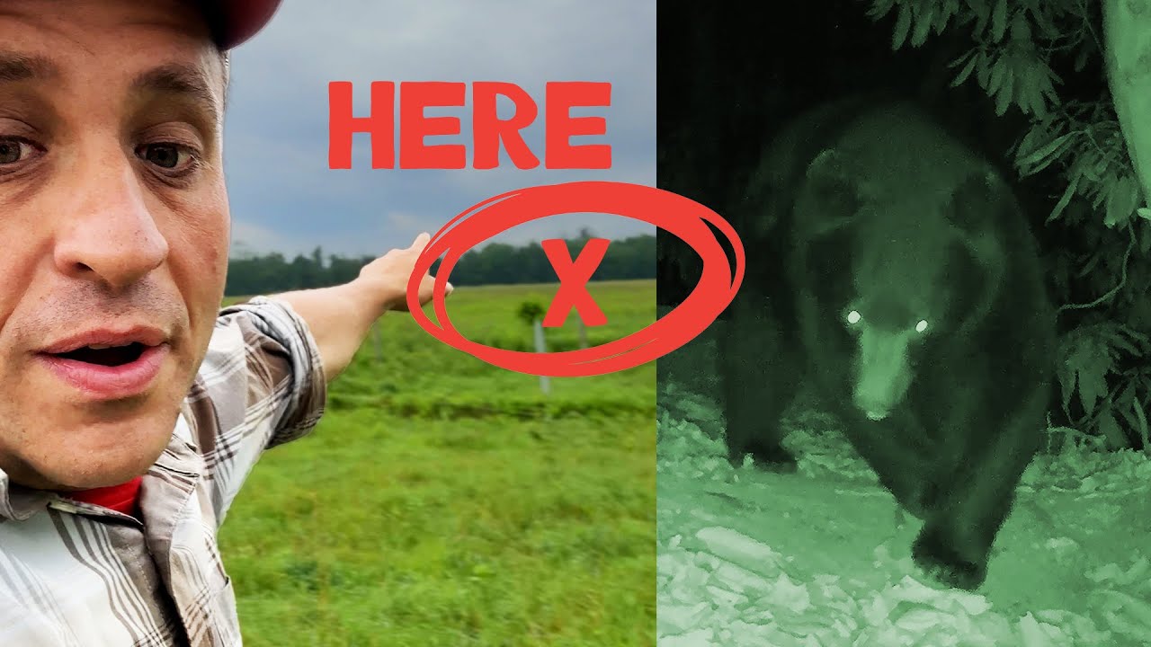 Massive black bear roams Gold Shaw Farm property