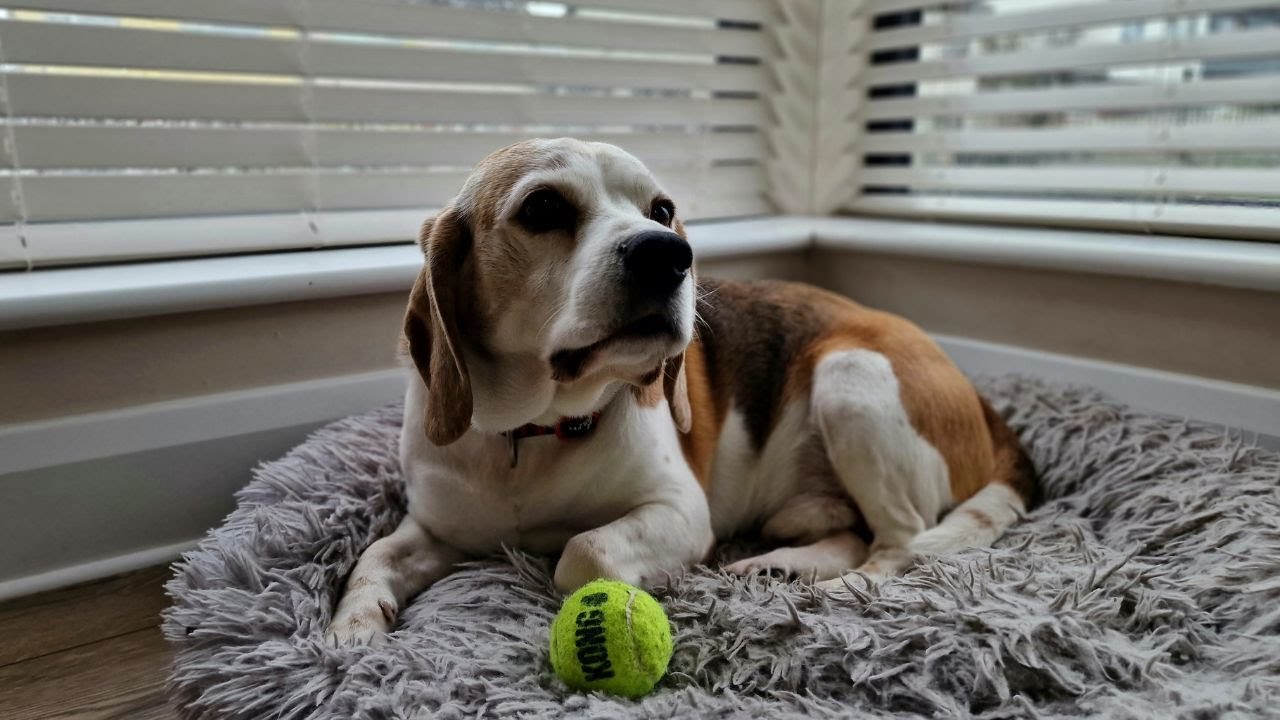 Midnight squeaks reveal my beagle’s secret training plan