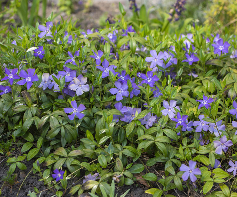 How to grow periwinkle – for a shade-tolerant and sprawling ground ...
