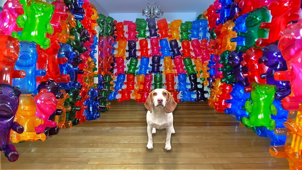 Dog finds secret room filled with giant gummy bears