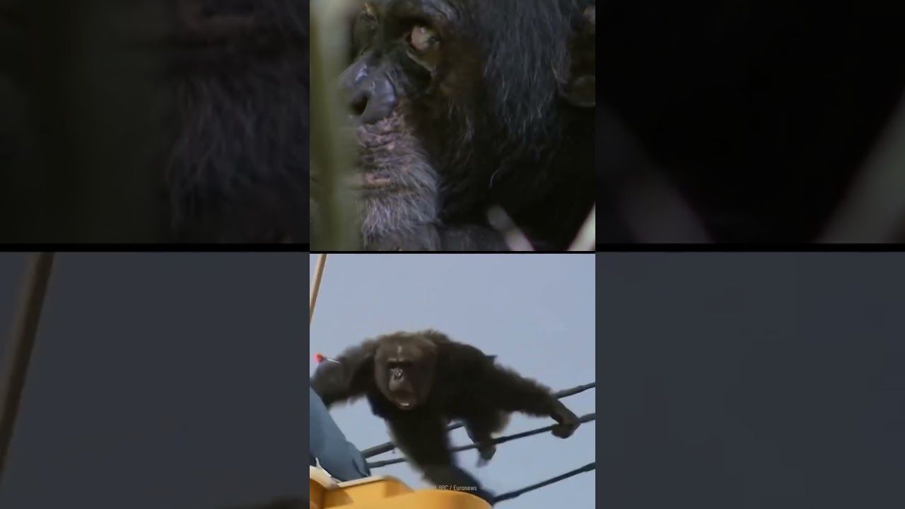 What to Do When Facing a Chimpanzee Attack