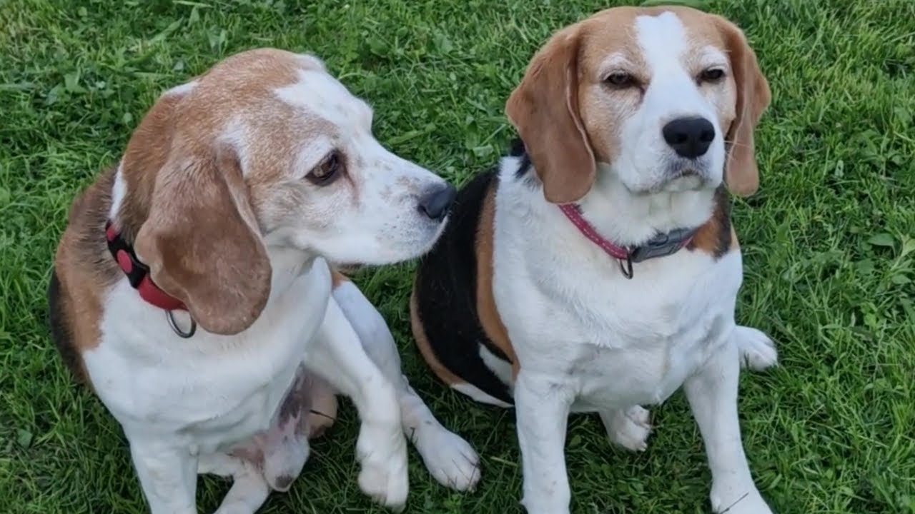 Beagles Fake Dumb to Get More Treats
