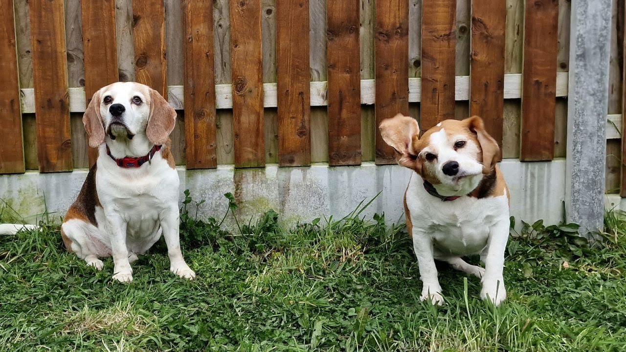 Why Beagles Won't Survive in the Wild