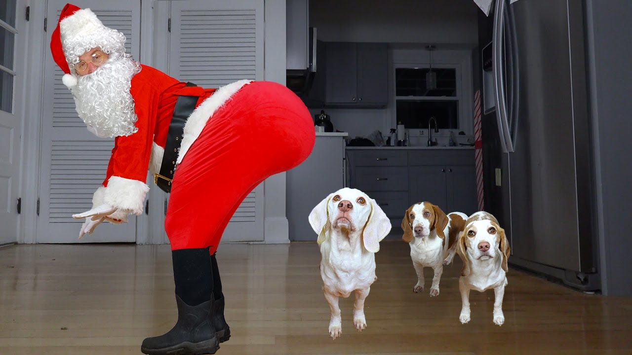 Twerking Santa surprises pups at festive Christmas party