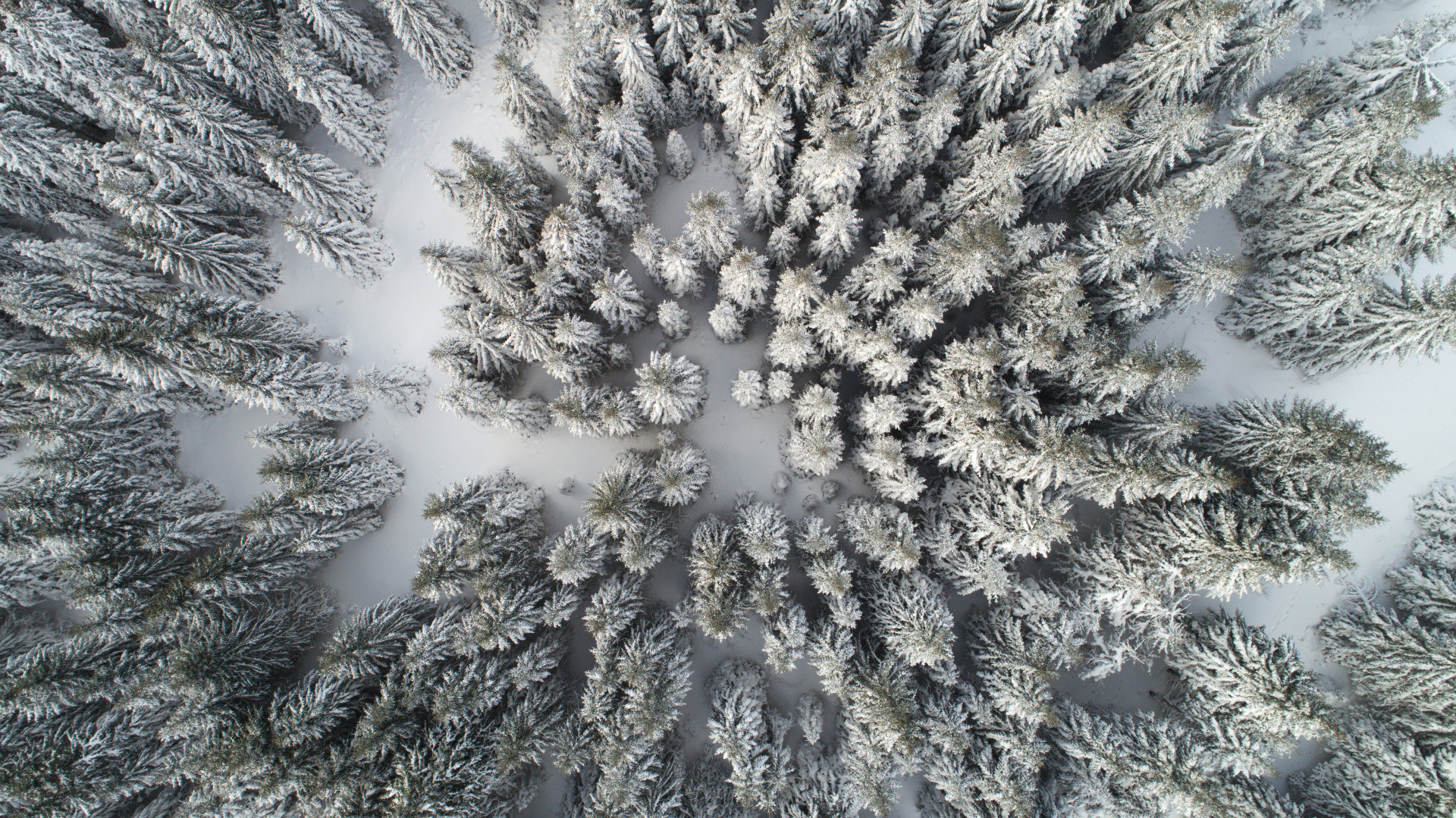 Stunning nature photographs that look like paintings