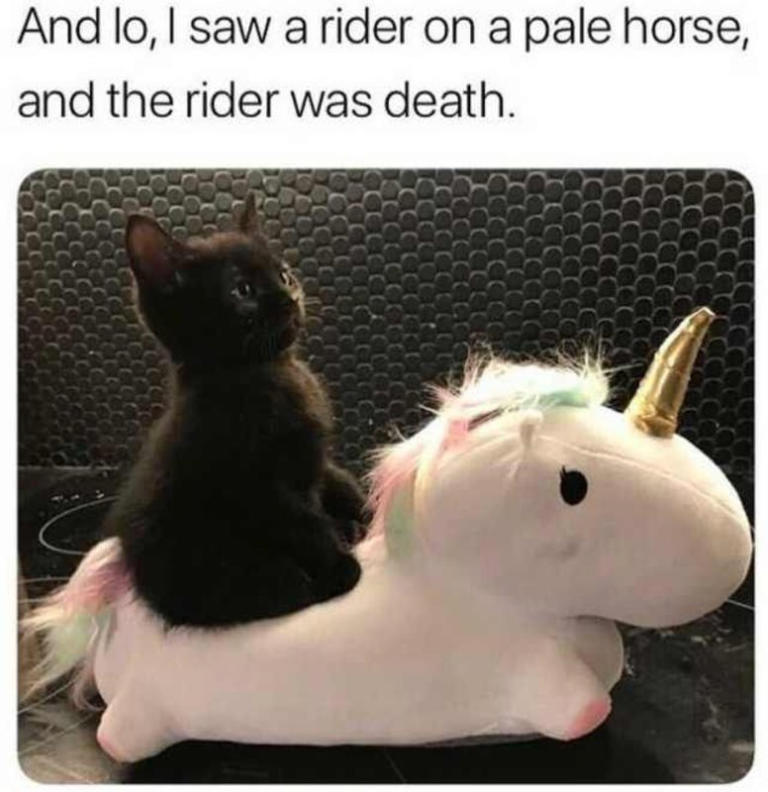 Warning: These Kitten Memes Might Break the Cuteness Scale