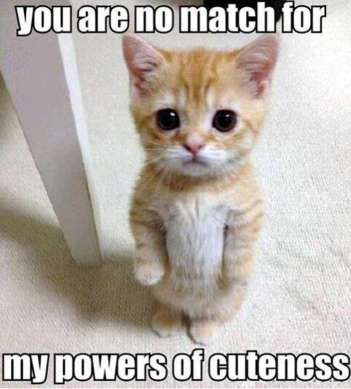 Warning: These Kitten Memes Might Break the Cuteness Scale