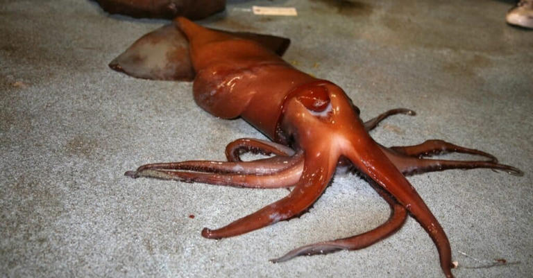 Giant Squid vs Blue Whale: Comparing Two Giants