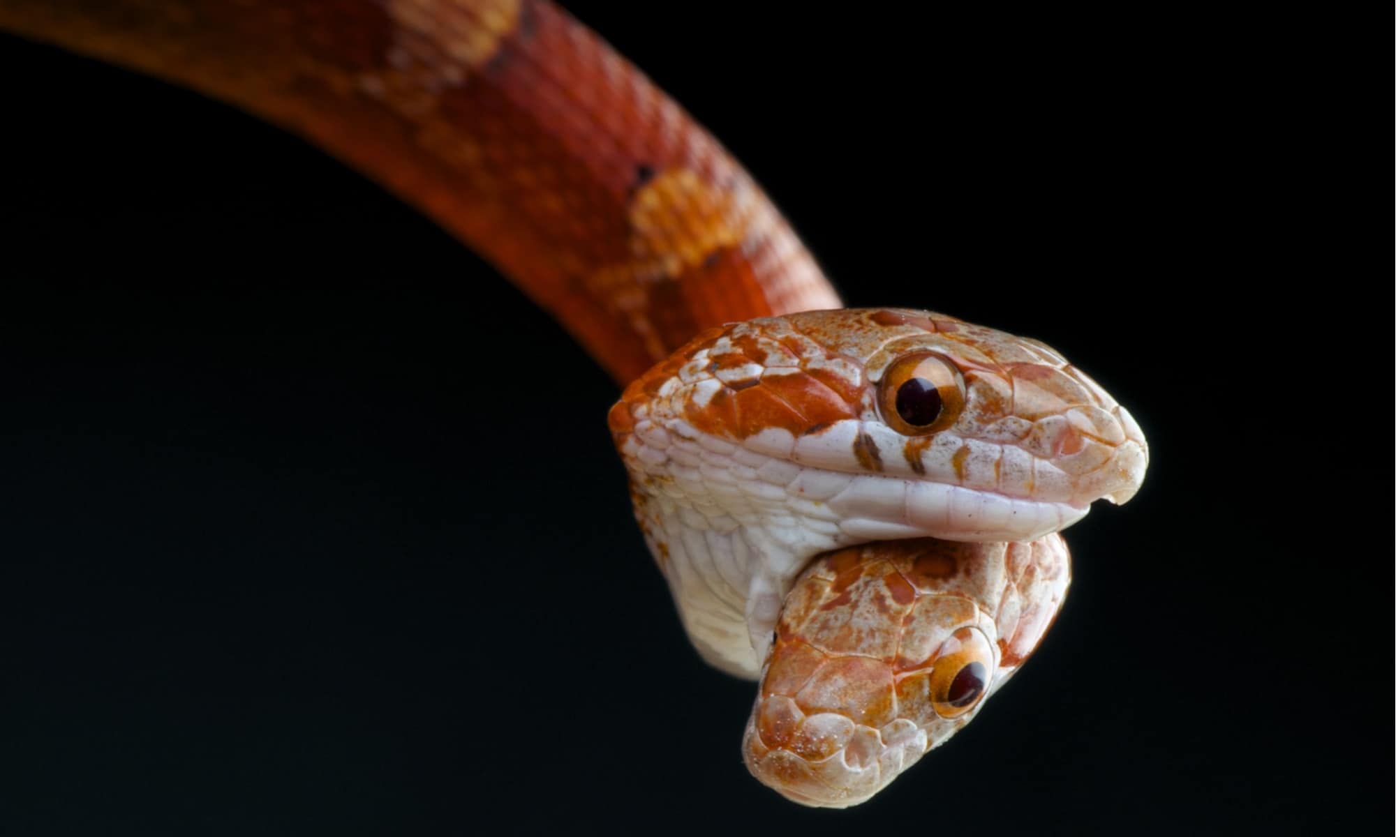 Meet The 8 Rarest Snakes In The World