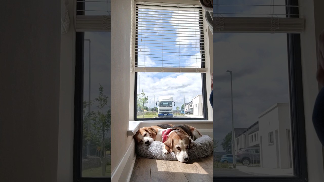 Beagle dogs reacting when humans take over their job