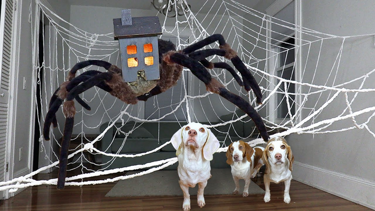 Dogs face giant house head spider in real life adventure