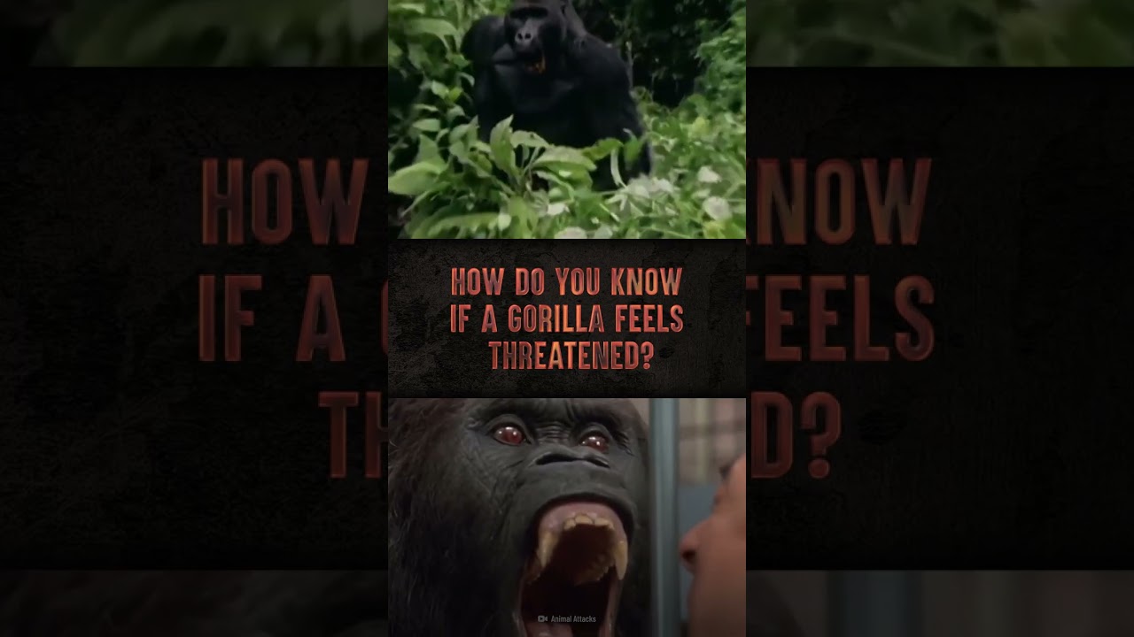 How to Stay Alive if a Gorilla Attacks You