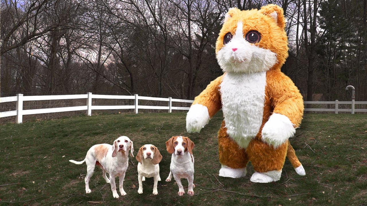 Dogs React to Silly Giant Cat Invasion