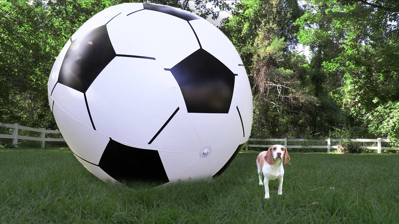 Puppy vs GIANT Soccer Ball‚ Indie‚ Surprise Reaction to the Soccer Ball ...