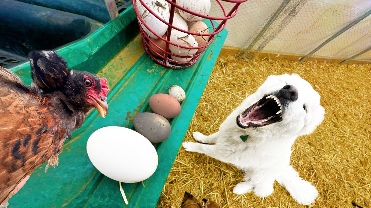 Weird eggs explain unusual behavior of farm chickens