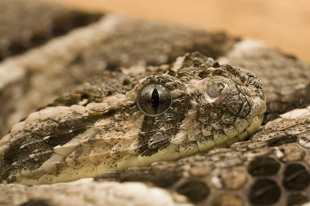 8 of the Planet’s Most Elusive Snakes