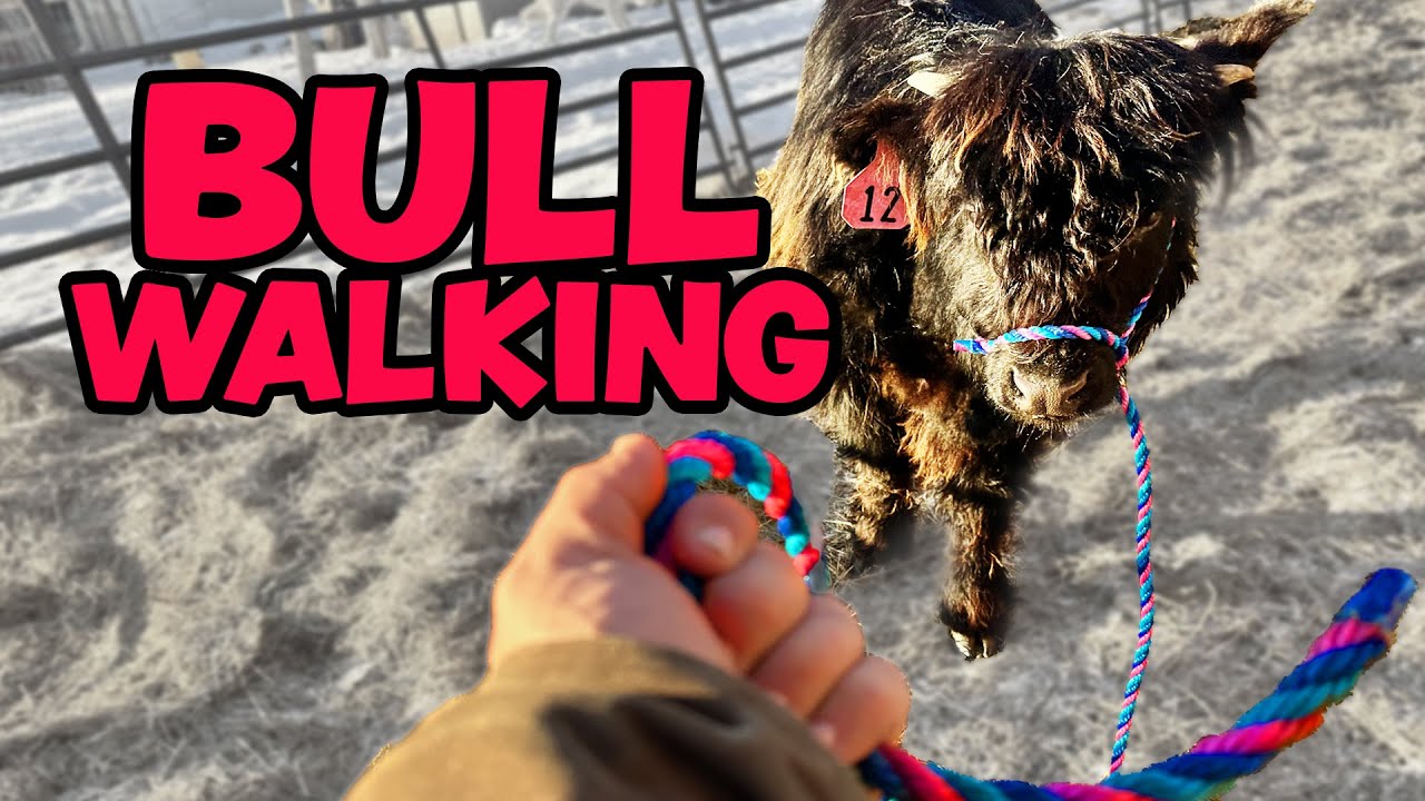 Walking bull like dog startles Vermont farm visitors