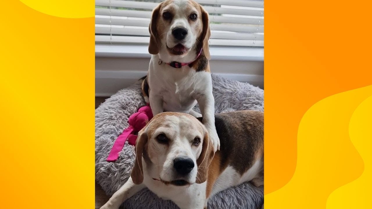 Why Beagles Won't Survive in the Wild Pt. 2