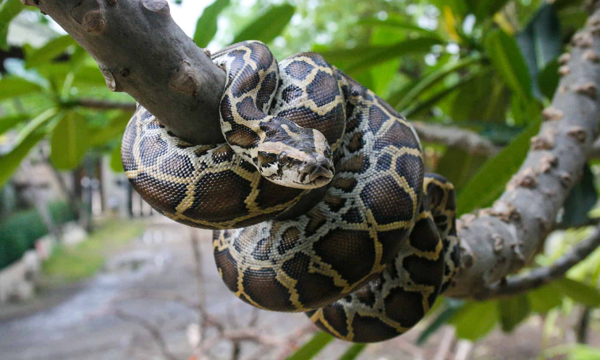 The World’s Biggest Snakes are Not For the Faint of Heart