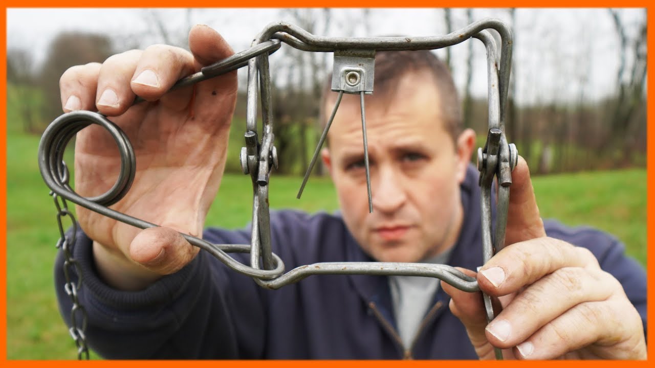 Man vs Mink: A Farmyard Showdown