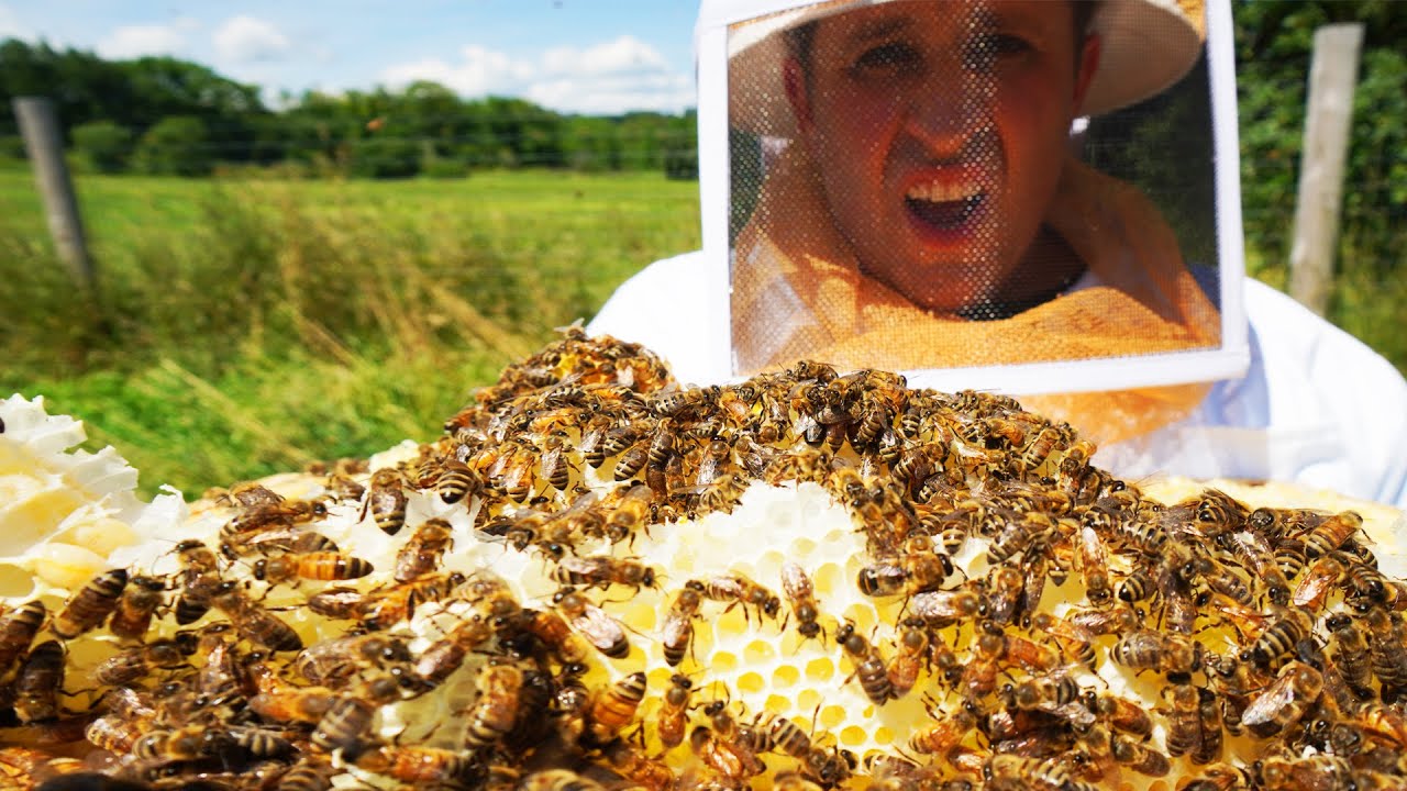 Great Failures in Beekeeping