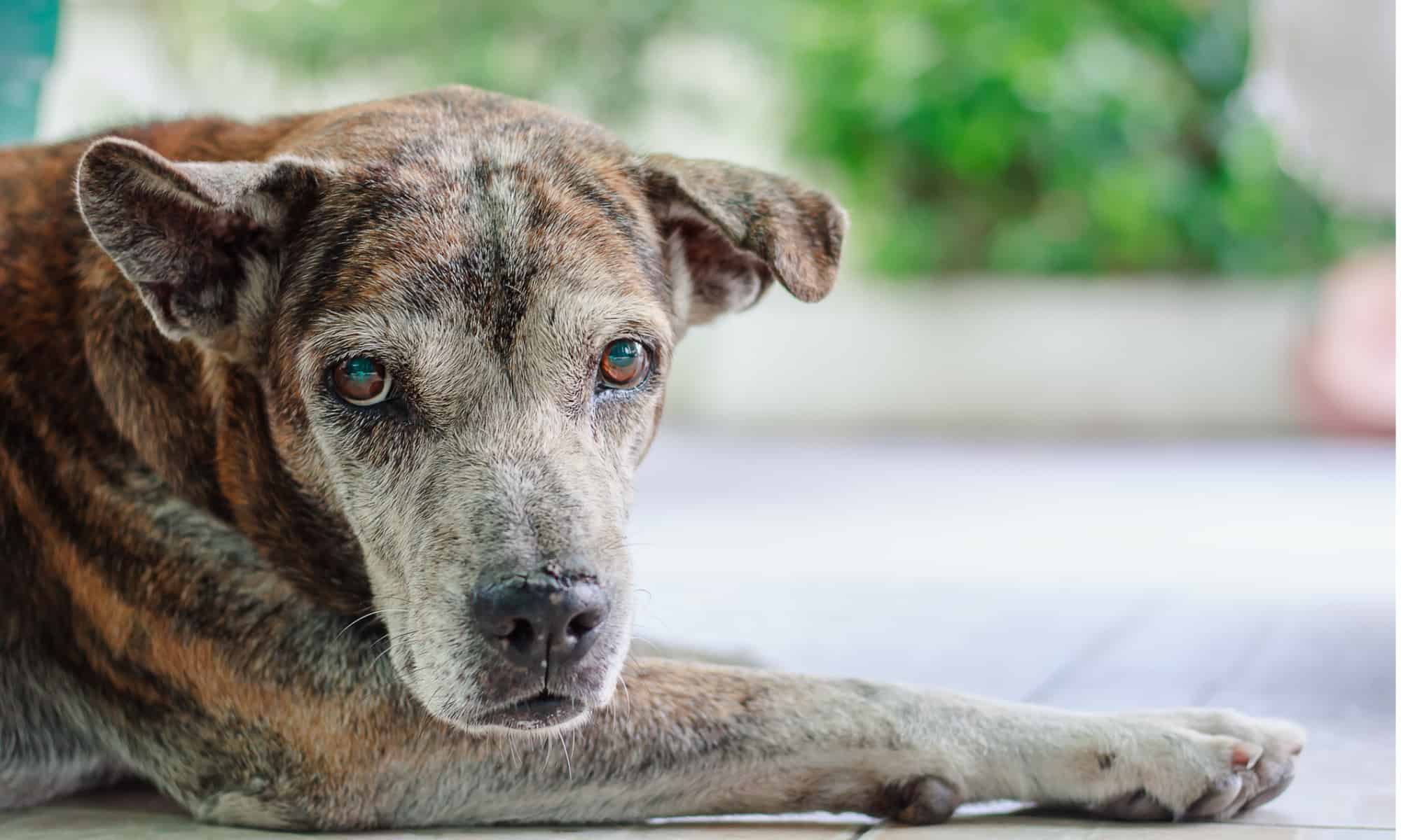 The World’s Oldest Dogs: Legends of Longevity