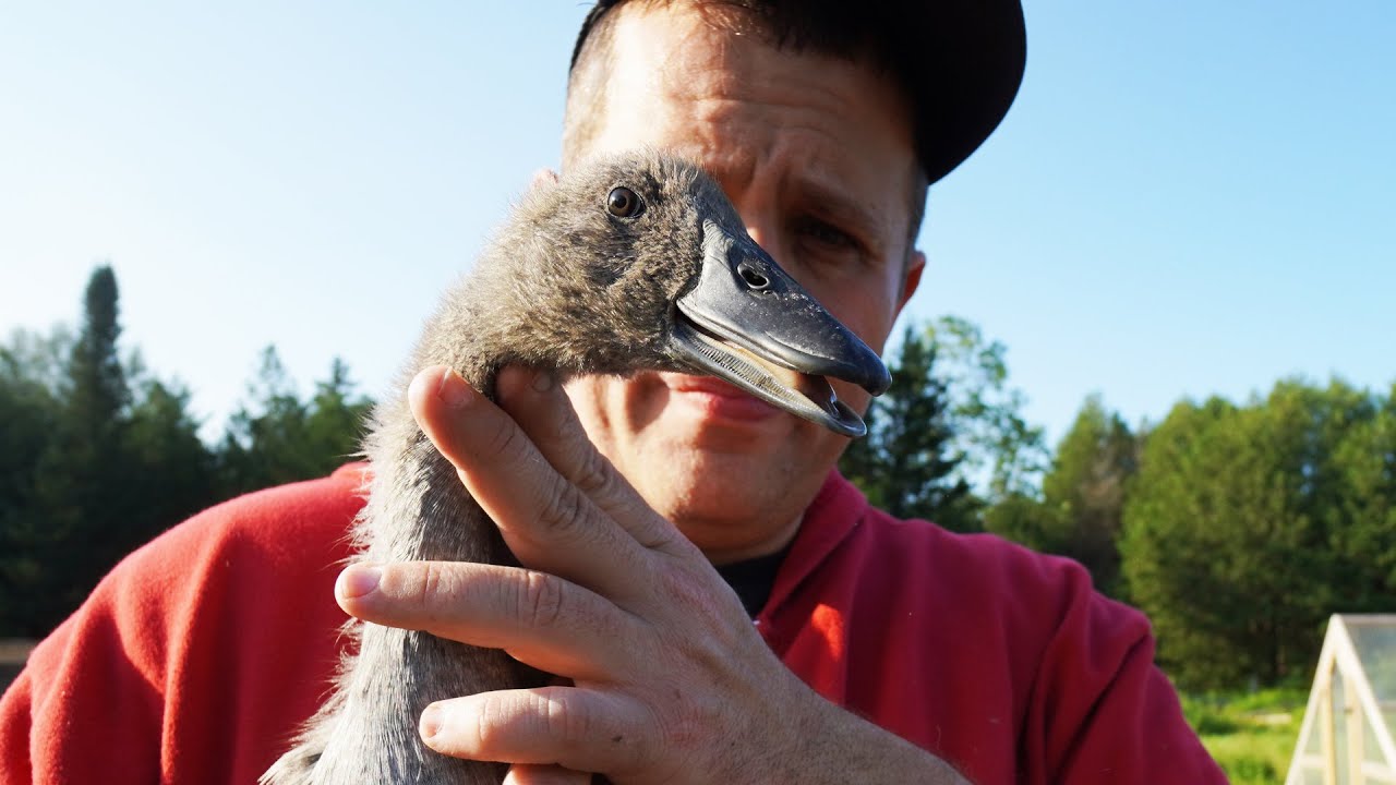 Runner ducks keep dying despite my best efforts