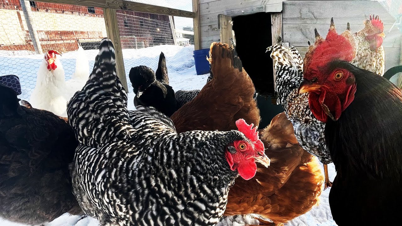 Smashing the chicken patriarchy on our small farm
