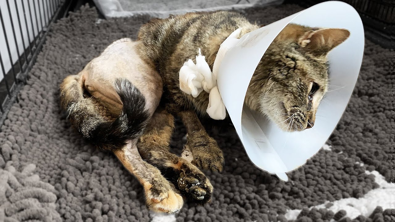 Lil Barn Cat Returns After Near-Death Experience