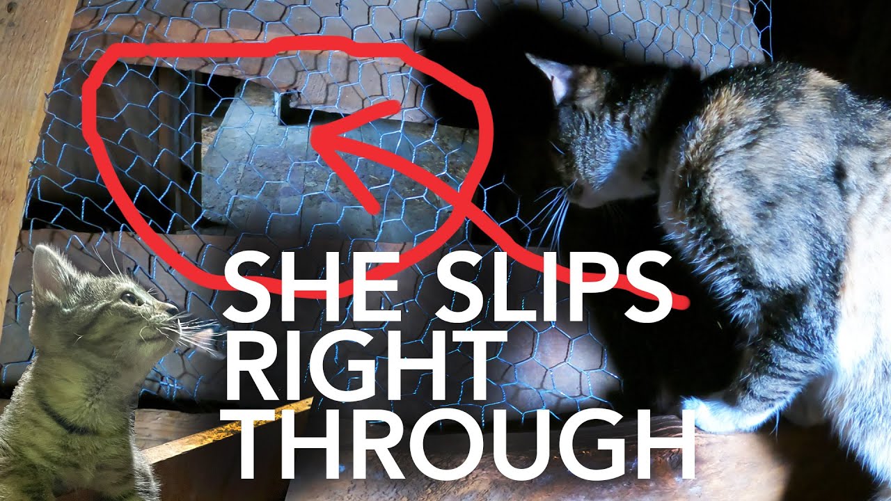 Molly Barn Cat shows amazing escape artistry