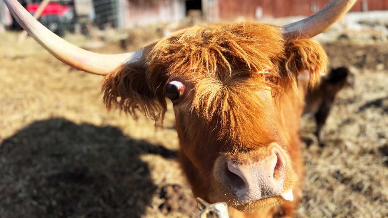 13 essential questions to ask yourself before starting a farm