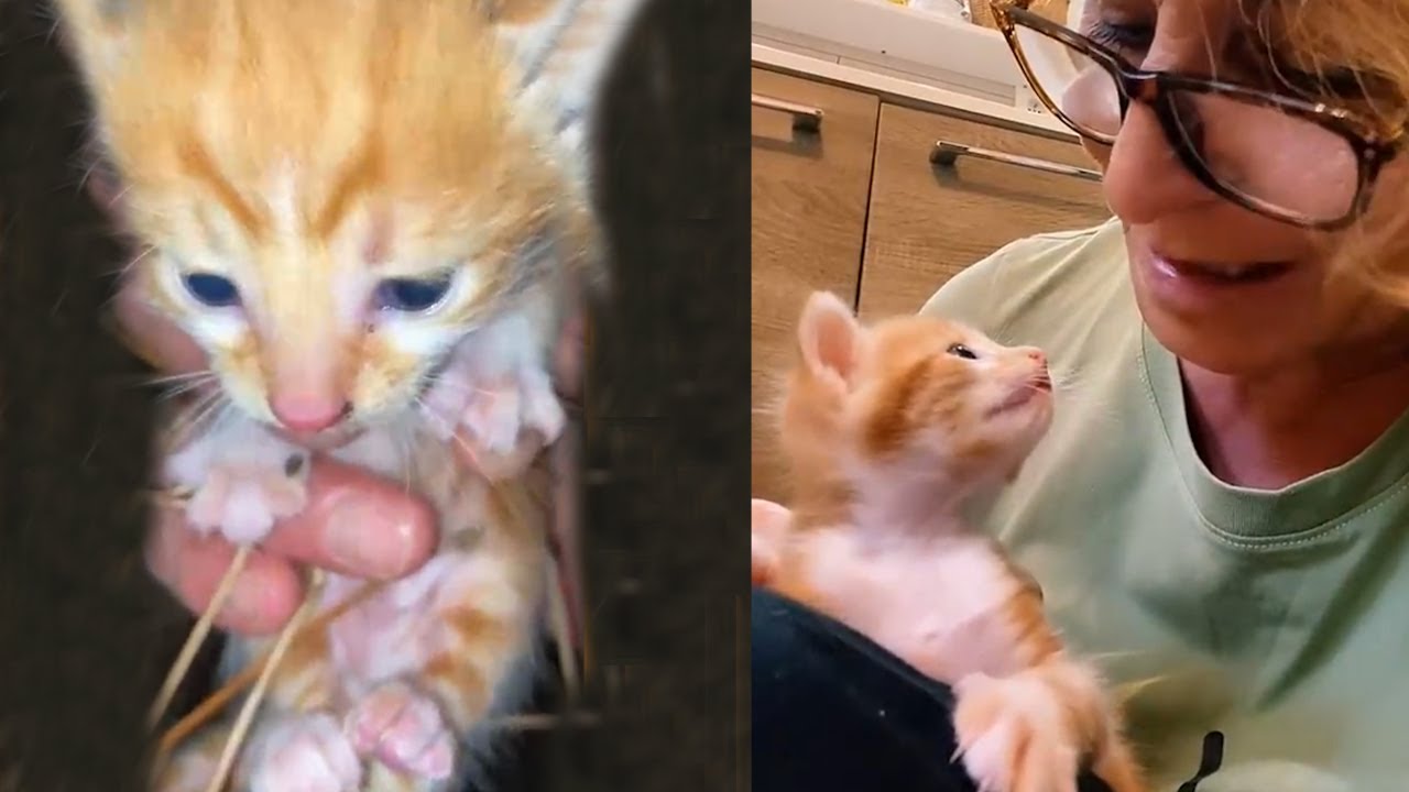 Kitten Thanks His Foster for Saving Him in the Forest
