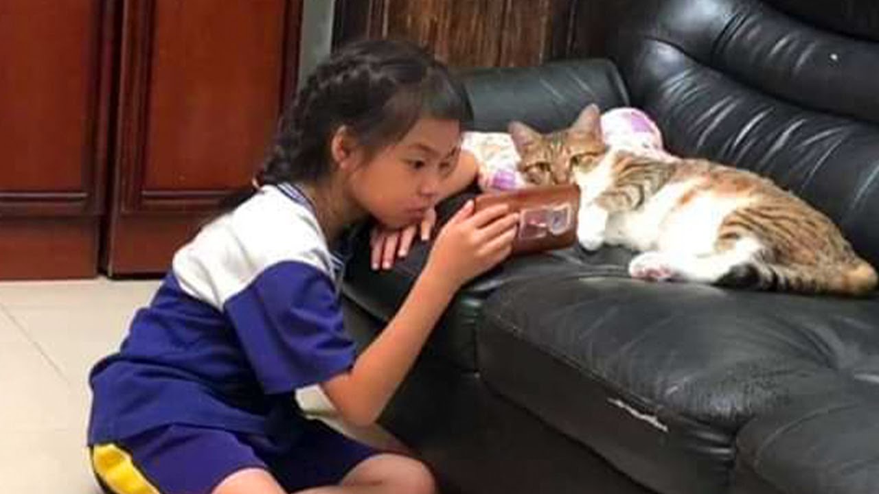 Funny Cat and Human Moments That Will Brighten Your Day
